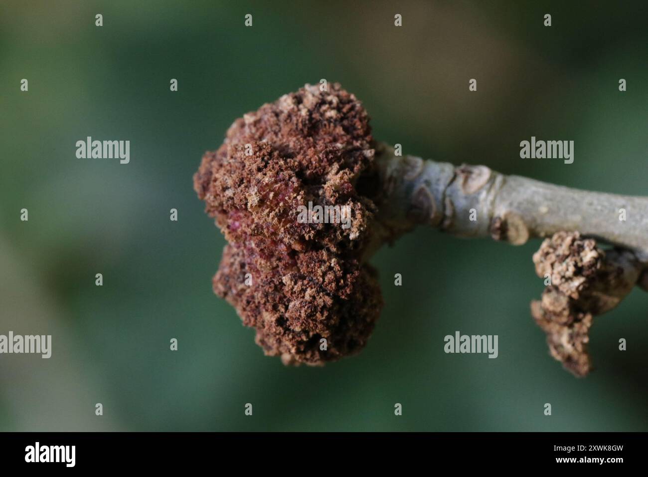 Ash Key Gall Mite (Aceria fraxinivora) Arachnida Stock Photo - Alamy