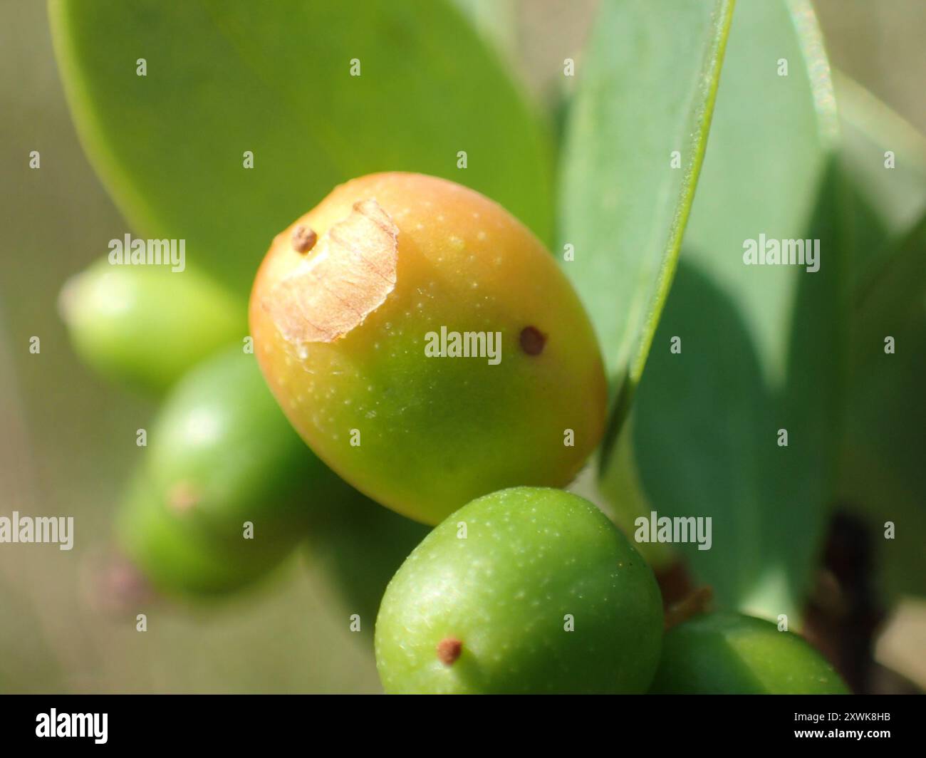 Bootlace Plant (Wikstroemia indica) Plantae Stock Photo - Alamy
