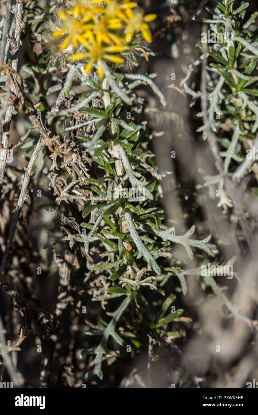 burroweed (Isocoma tenuisecta) Plantae Stock Photo - Alamy