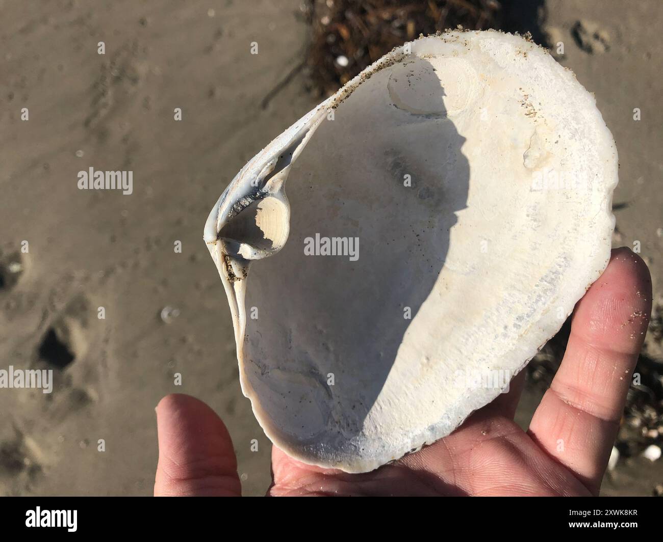 Fat Gaper (Tresus capax) Mollusca Stock Photo - Alamy