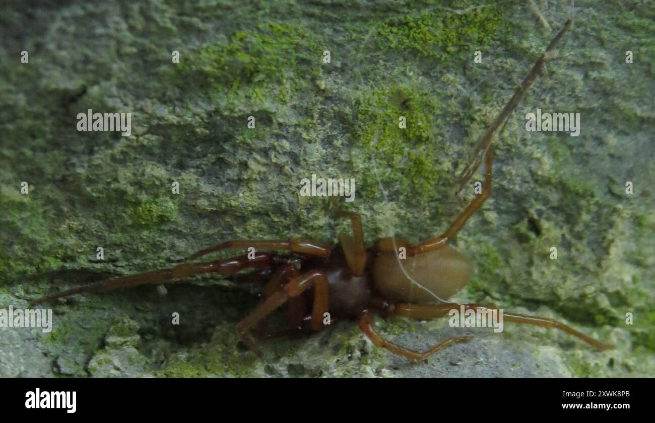 Woodlouse Spider (Dysdera crocata) Arachnida Stock Photo - Alamy