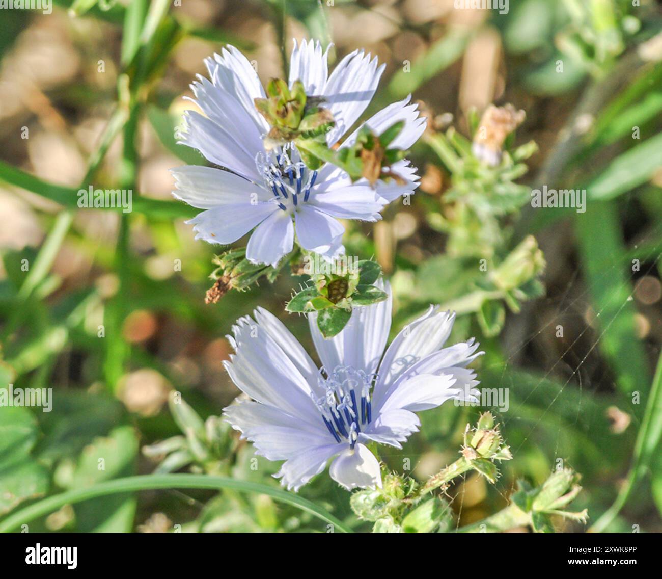 chicory (Cichorium intybus) Plantae Stock Photo - Alamy