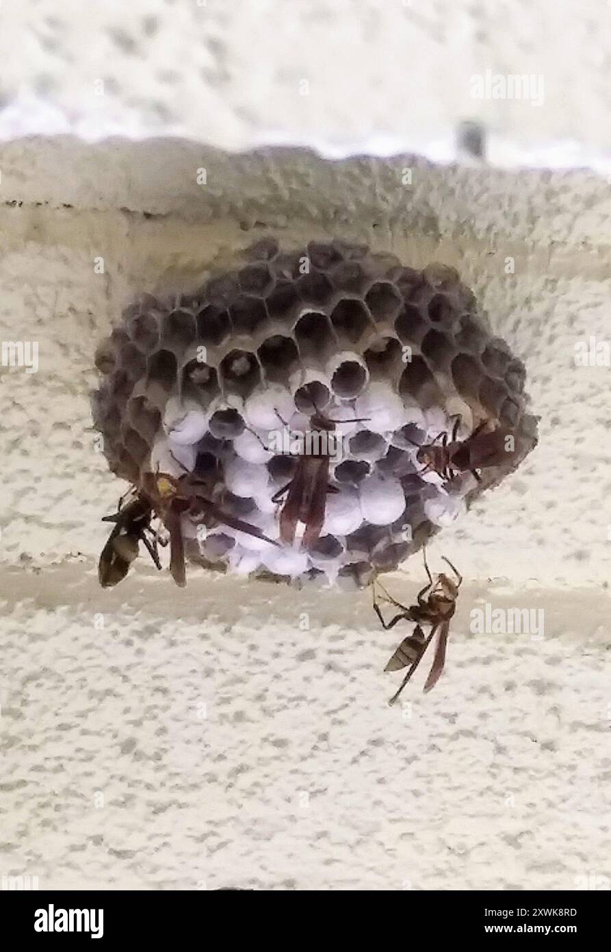 Polistes major major hi-res stock photography and images - Alamy