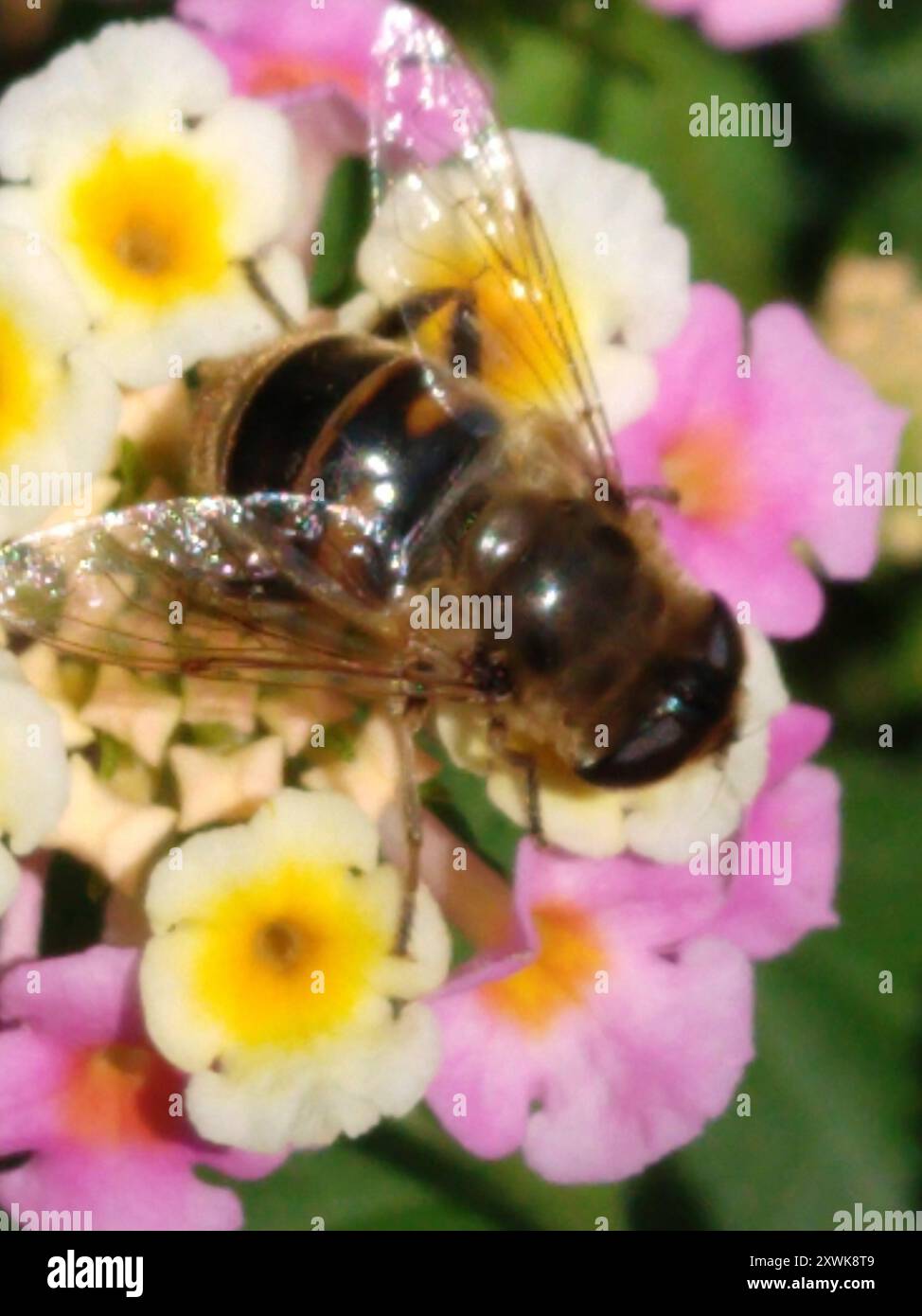 Common Drone Fly (Eristalis tenax) Insecta Stock Photo - Alamy