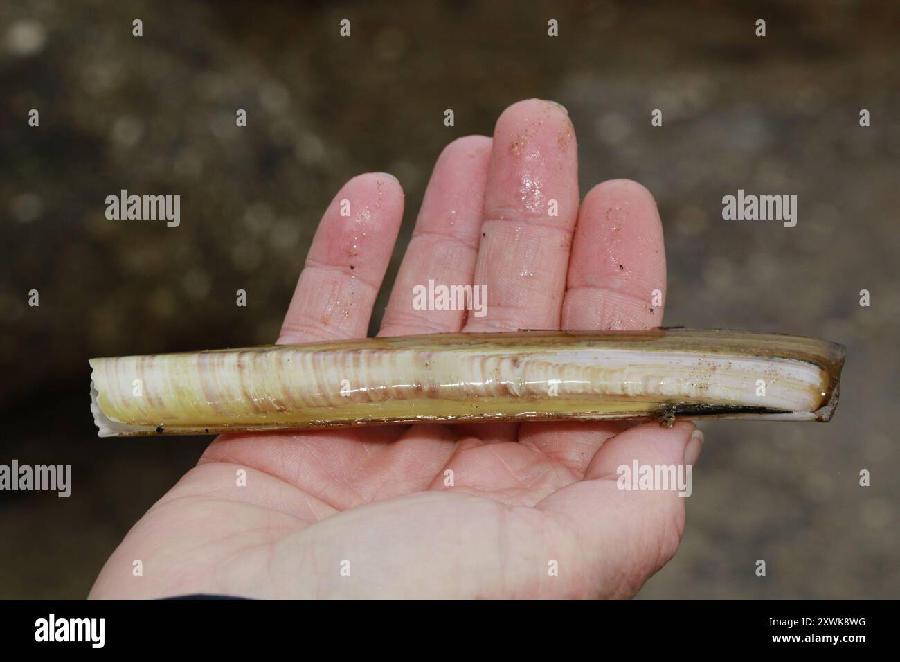Atlantic Jackknife (Ensis leei) Mollusca Stock Photo - Alamy
