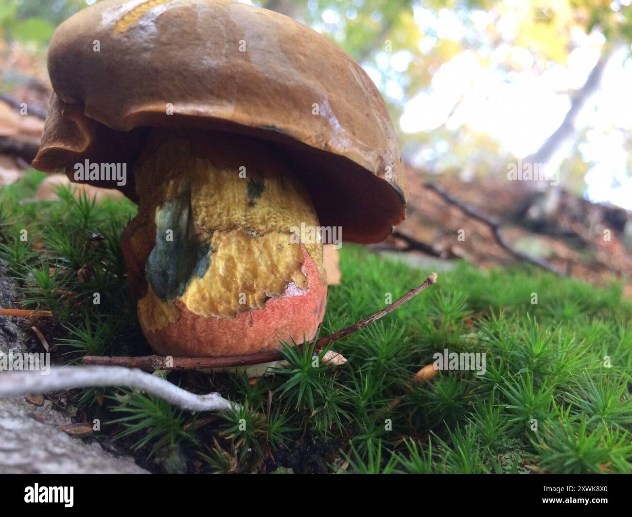 Dotted Stem Bolete (Neoboletus erythropus) Fungi Stock Photo - Alamy