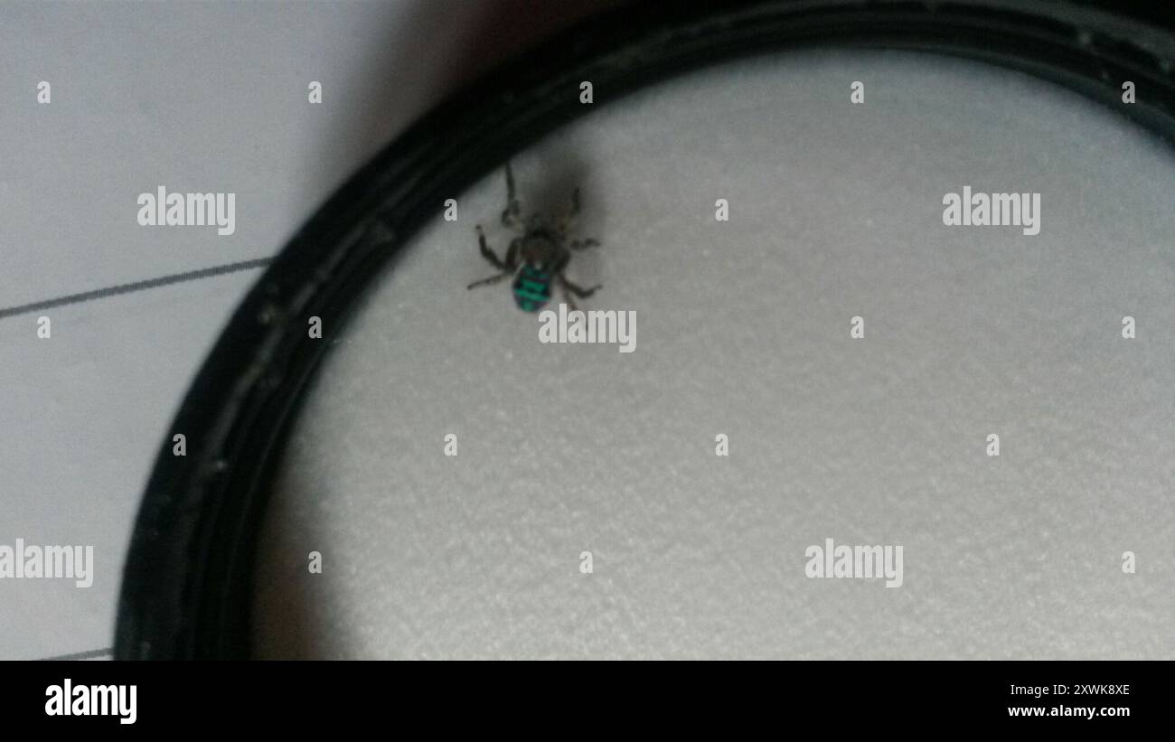 Coastal Peacock Spider (Maratus speciosus) Arachnida Stock Photo - Alamy