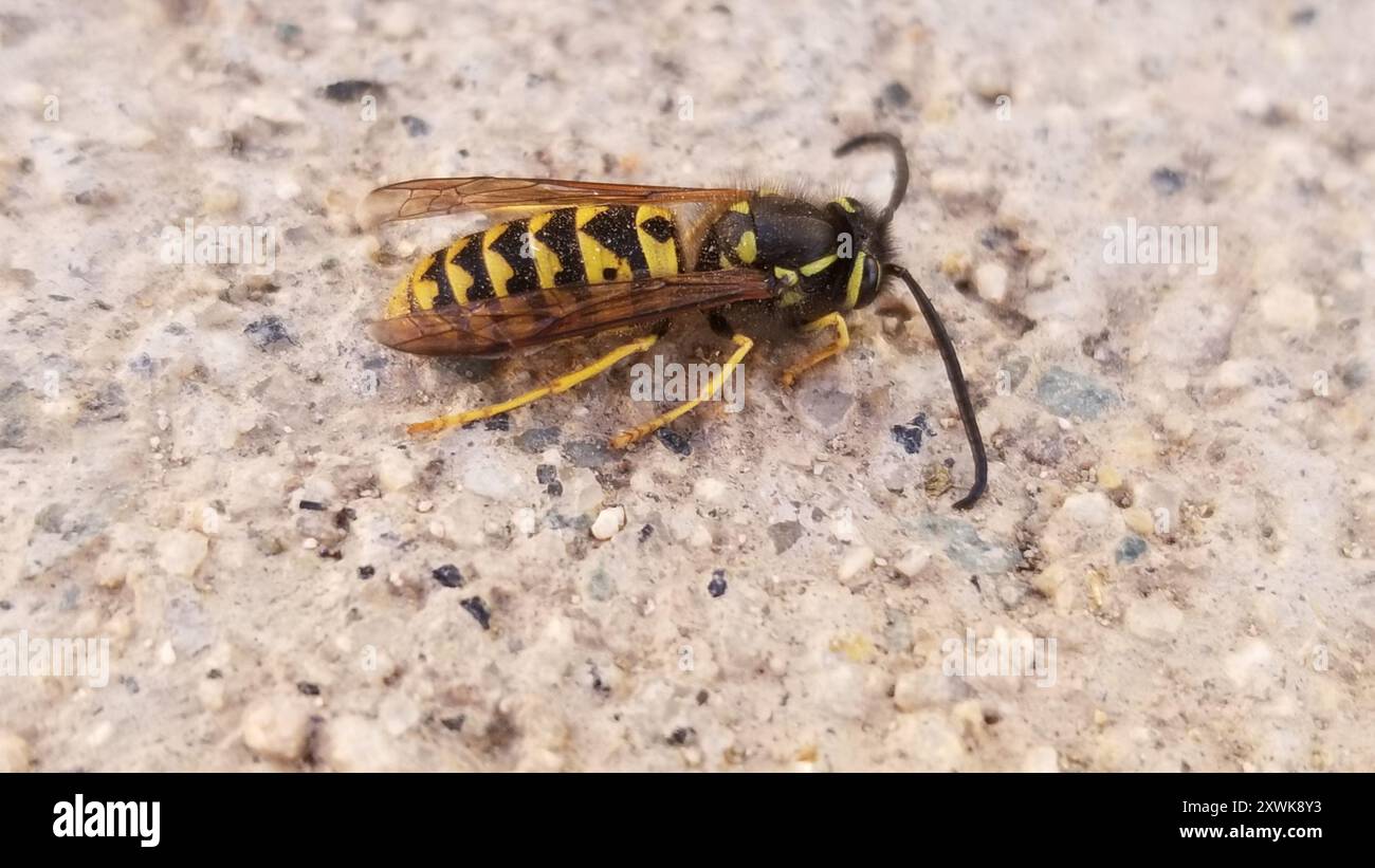Western Yellowjacket (Vespula pensylvanica) Insecta Stock Photo - Alamy