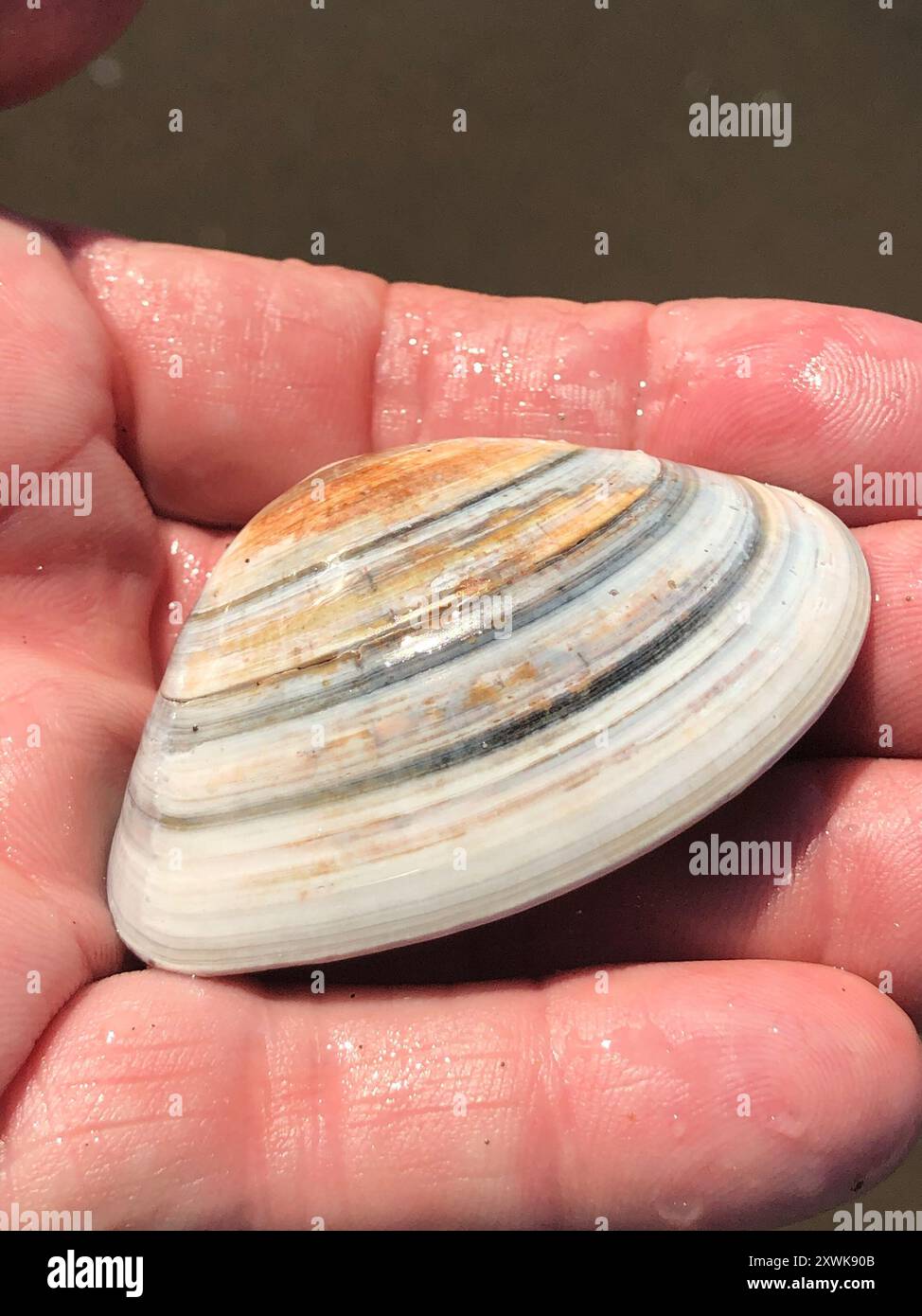 Tivela hi-res stock photography and images - Alamy