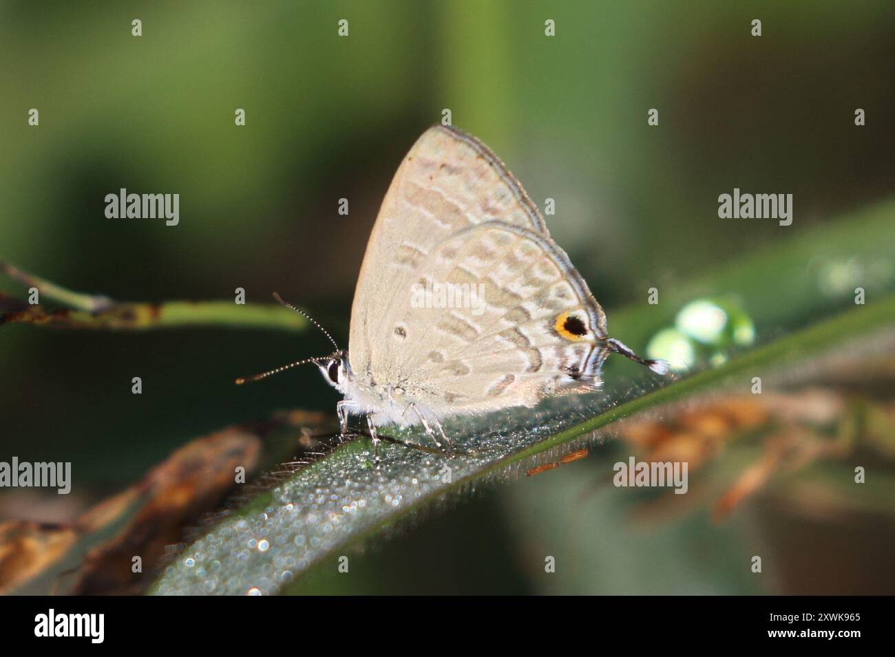 Silver forget me not hi-res stock photography and images - Alamy