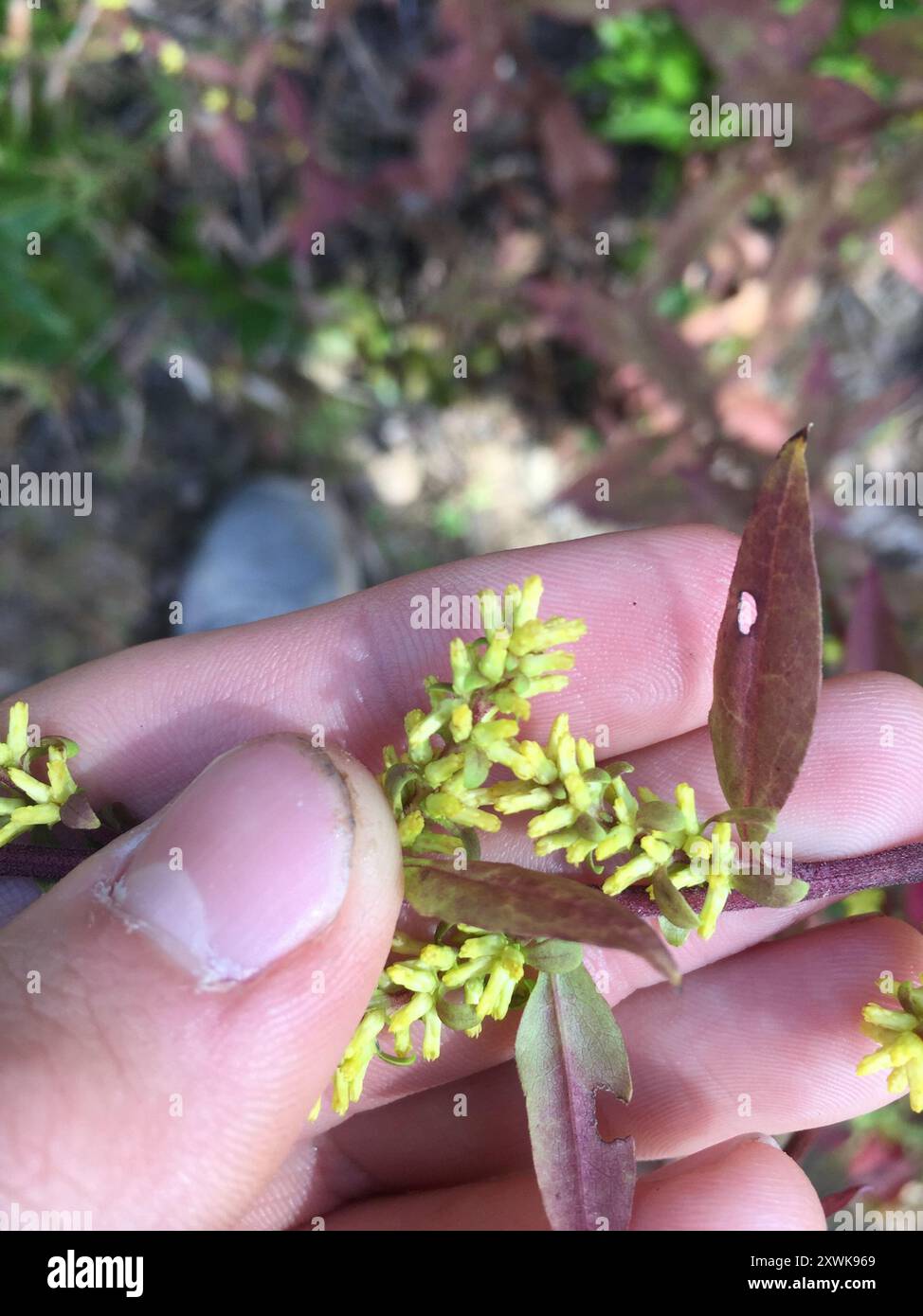 Solidago erecta hi-res stock photography and images - Alamy