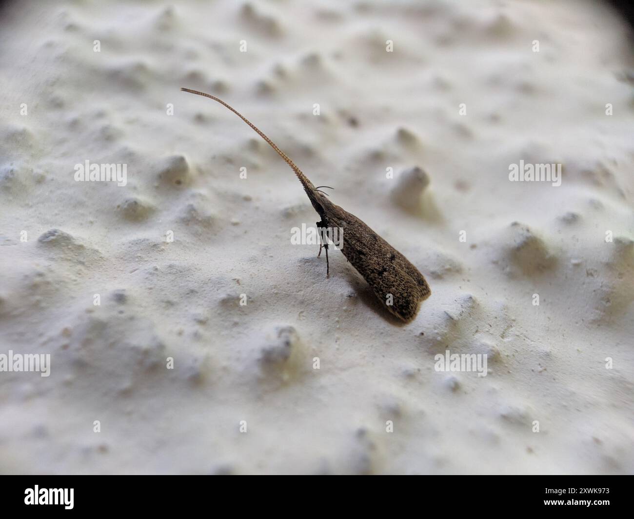 Lecithoceridae hi-res stock photography and images - Alamy