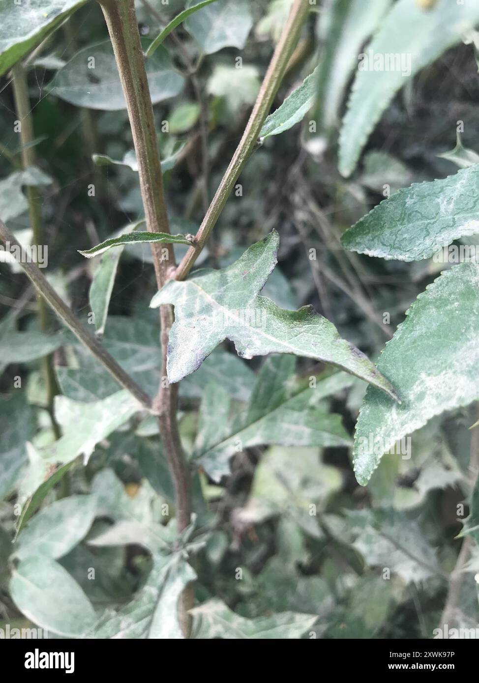lion's foot rattlesnake root (Nabalus serpentarius) Plantae Stock Photo ...
