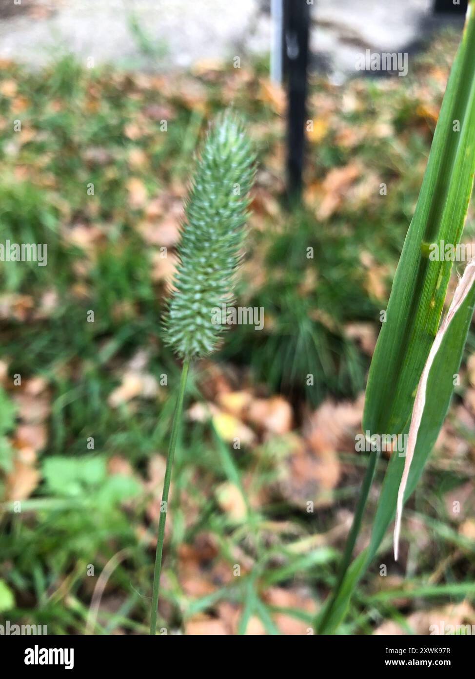 Timothy grass (Phleum pratense) Plantae Stock Photo - Alamy