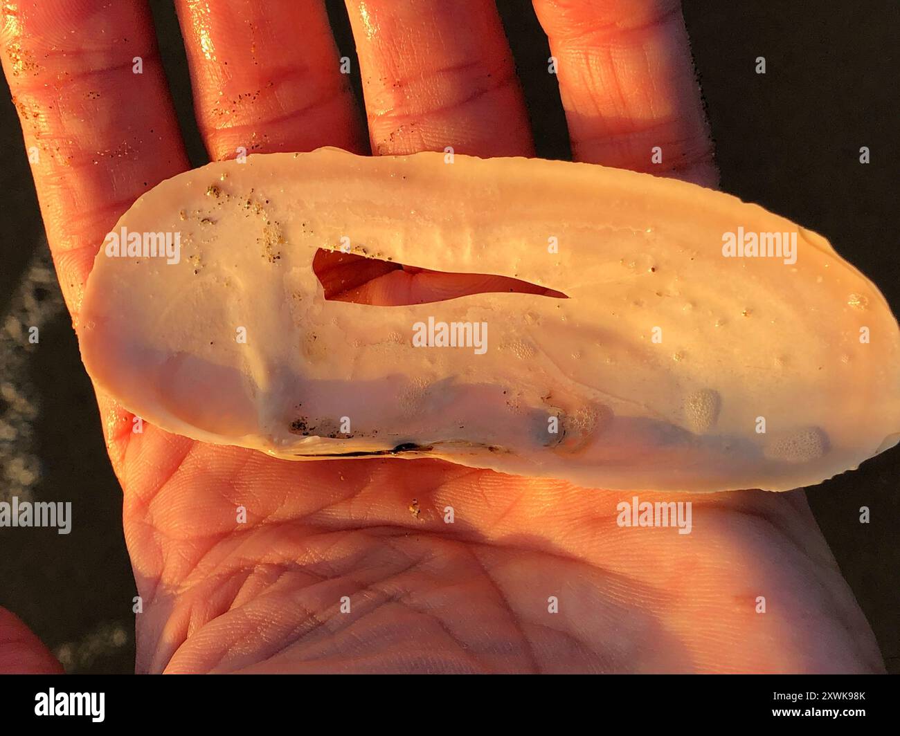Pacific Razor Clam (Siliqua patula) Mollusca Stock Photo - Alamy