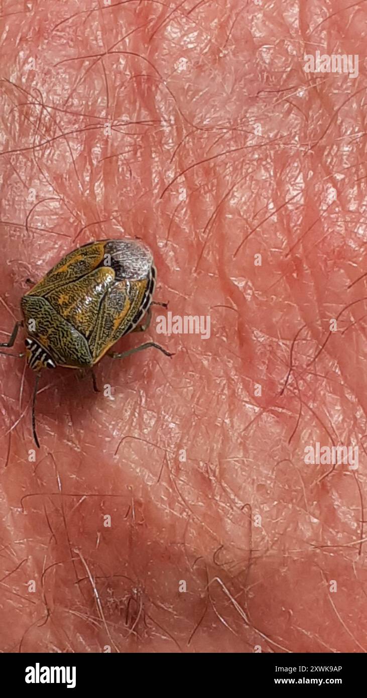 Variegated Coffee Bugs (Antestiopsis) Insecta Stock Photo - Alamy