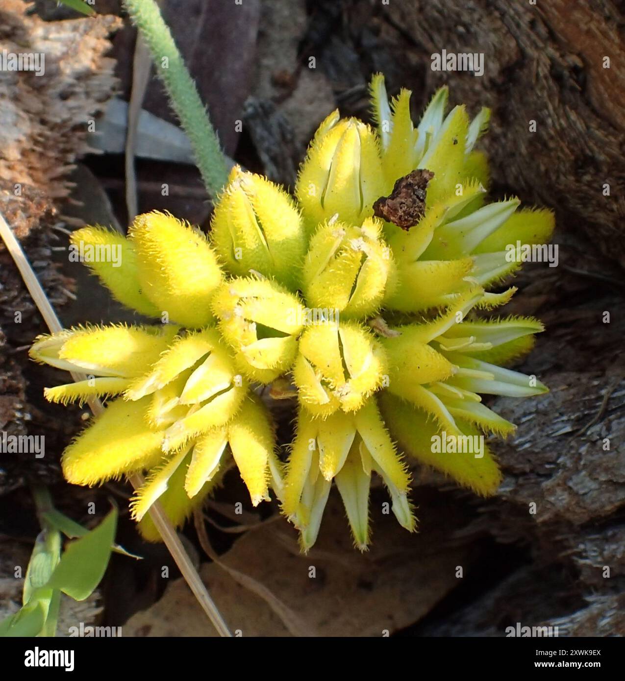 Conostylis hi-res stock photography and images - Alamy