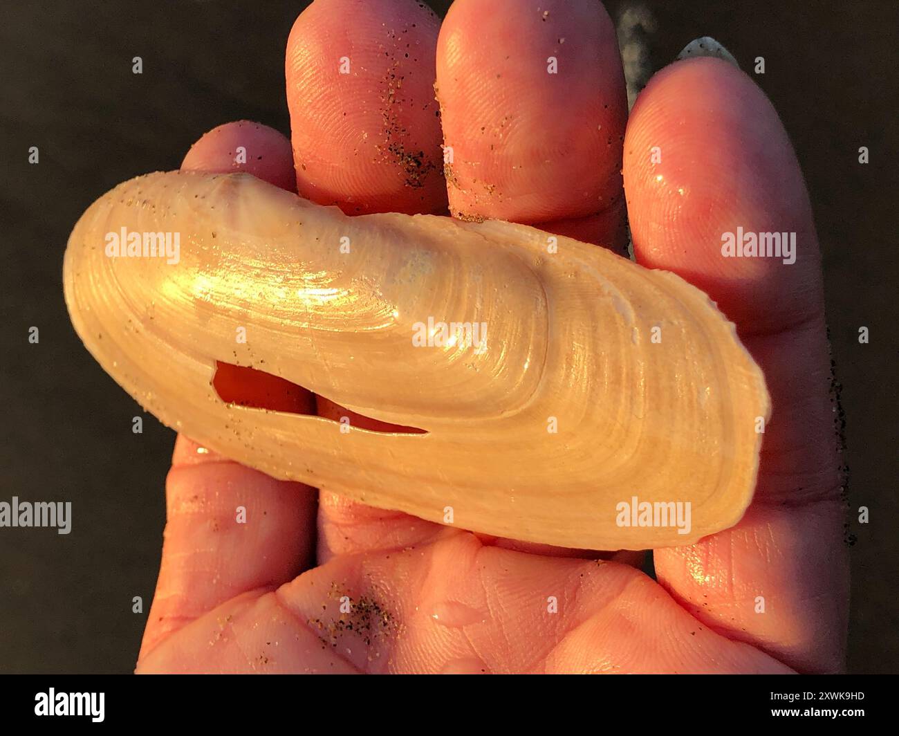 Pacific Razor Clam (Siliqua patula) Mollusca Stock Photo - Alamy