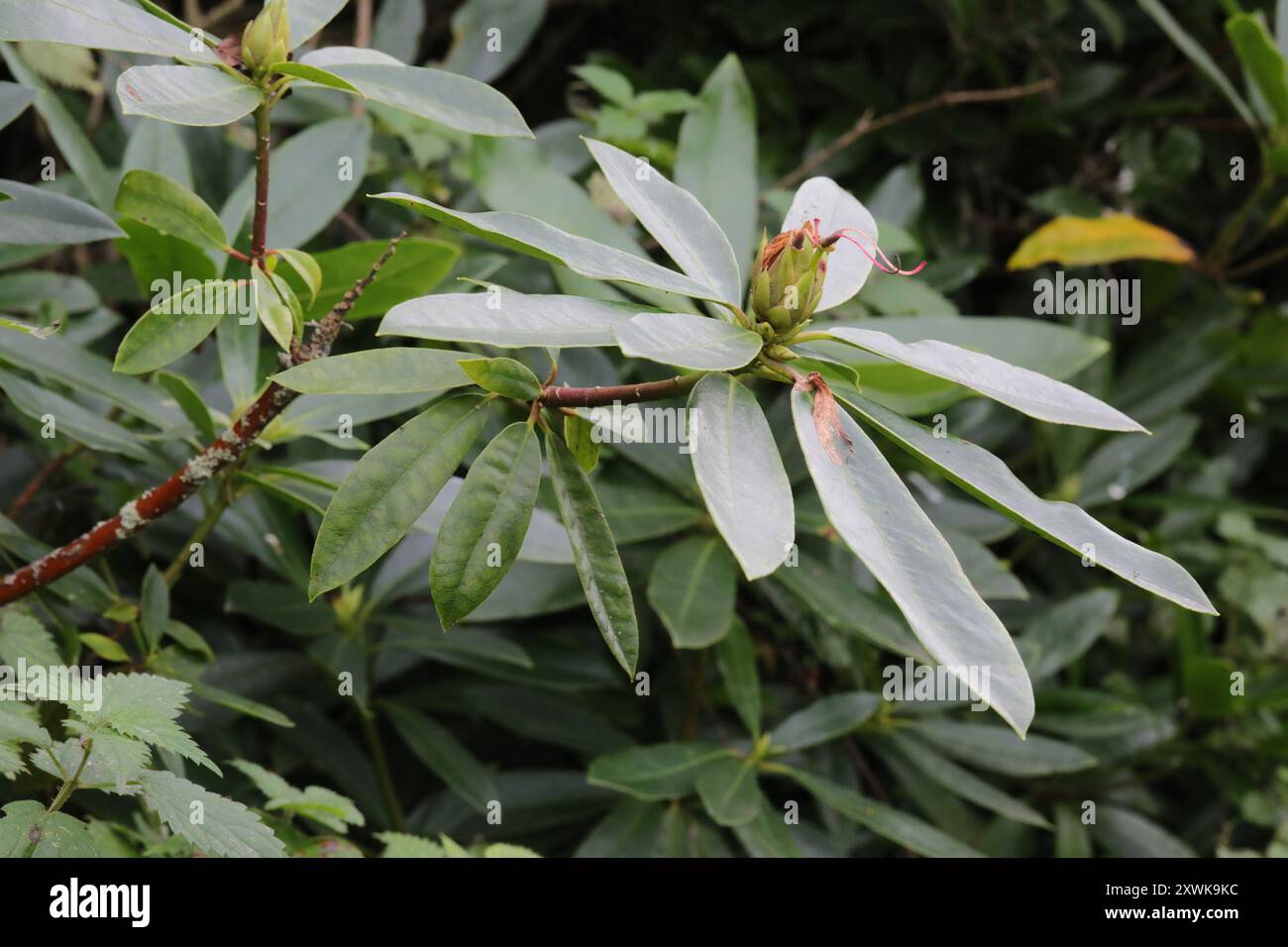 Common Rhododendron (Rhododendron ponticum) Plantae Stock Photo - Alamy