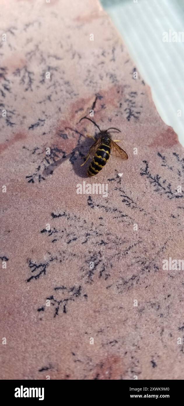 Alaska Yellowjacket (Vespula alascensis) Insecta Stock Photo - Alamy