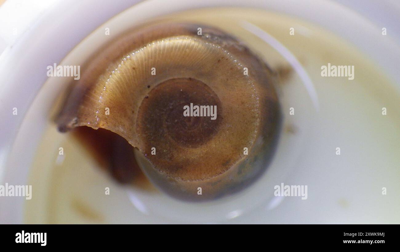 Marsh Ramshorn (Planorbella trivolvis) Mollusca Stock Photo - Alamy
