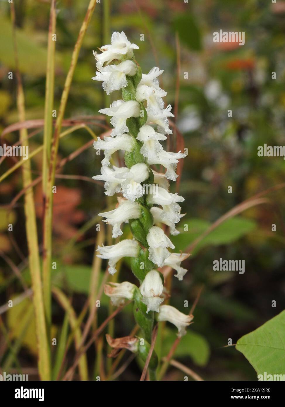 nodding ladies' tresses complex (Spiranthes cernua) Plantae Stock Photo ...