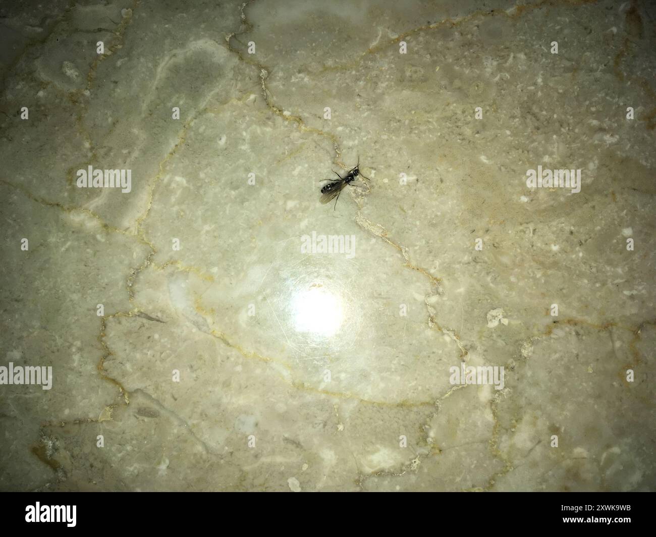Tyrant ant hi-res stock photography and images - Alamy