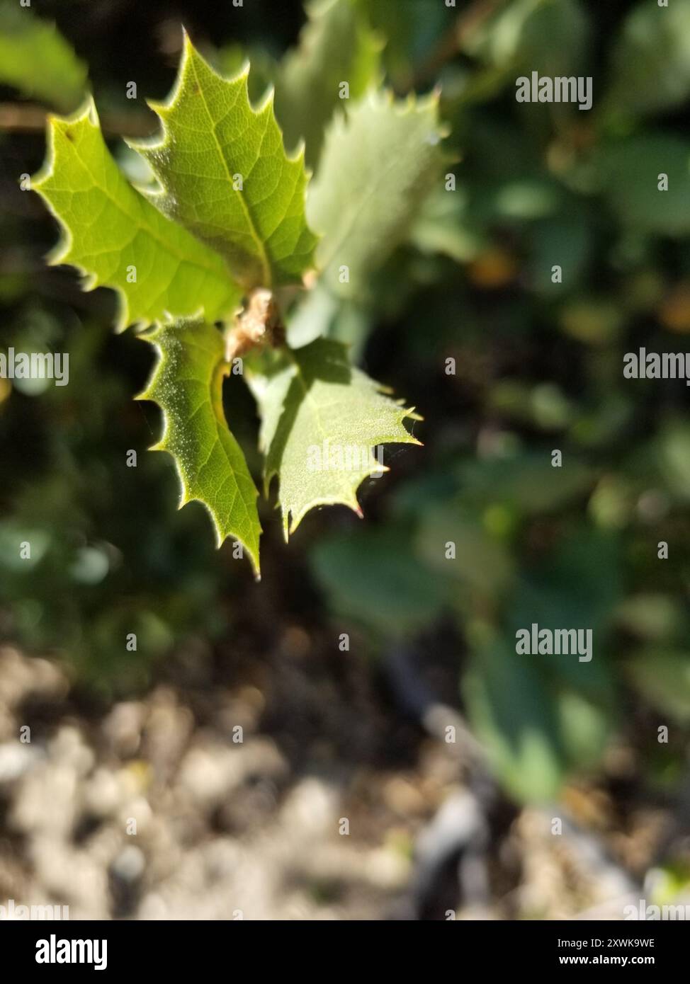 interior live oak (Quercus wislizeni) Plantae Stock Photo - Alamy