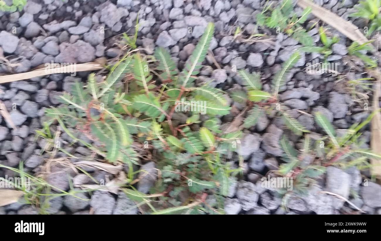 Chamberbitter (Phyllanthus urinaria) Plantae Stock Photo - Alamy