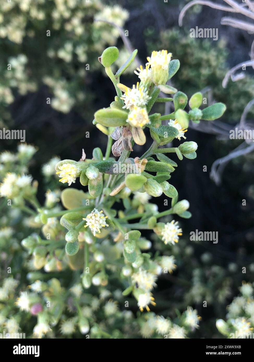 Chaparral Coyote Brush (Baccharis pilularis consanguinea) Plantae Stock ...