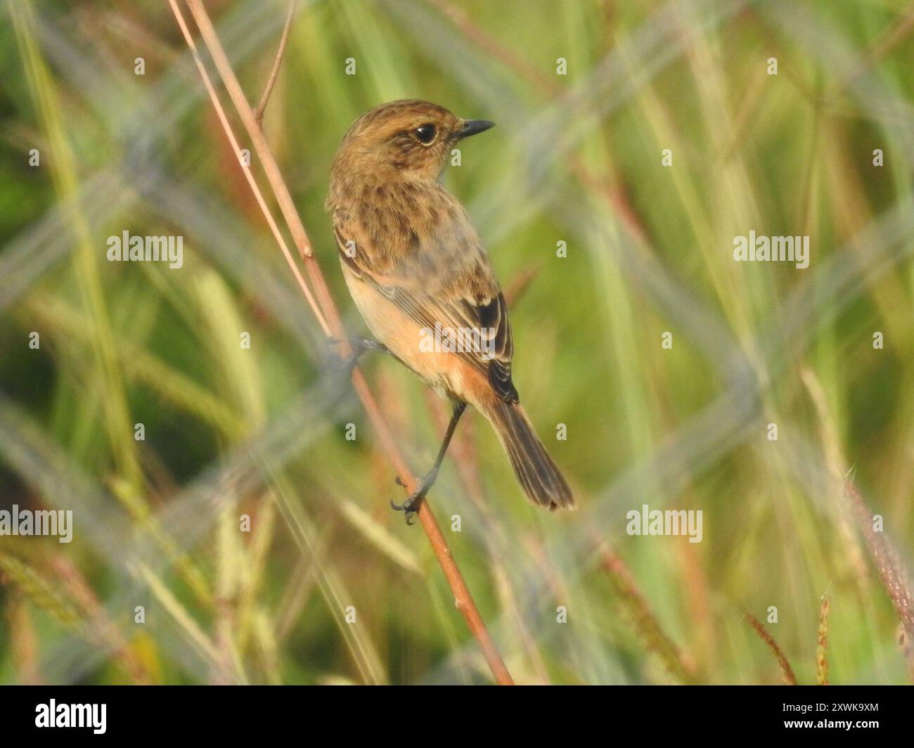 Amur stonechat hi-res stock photography and images - Alamy