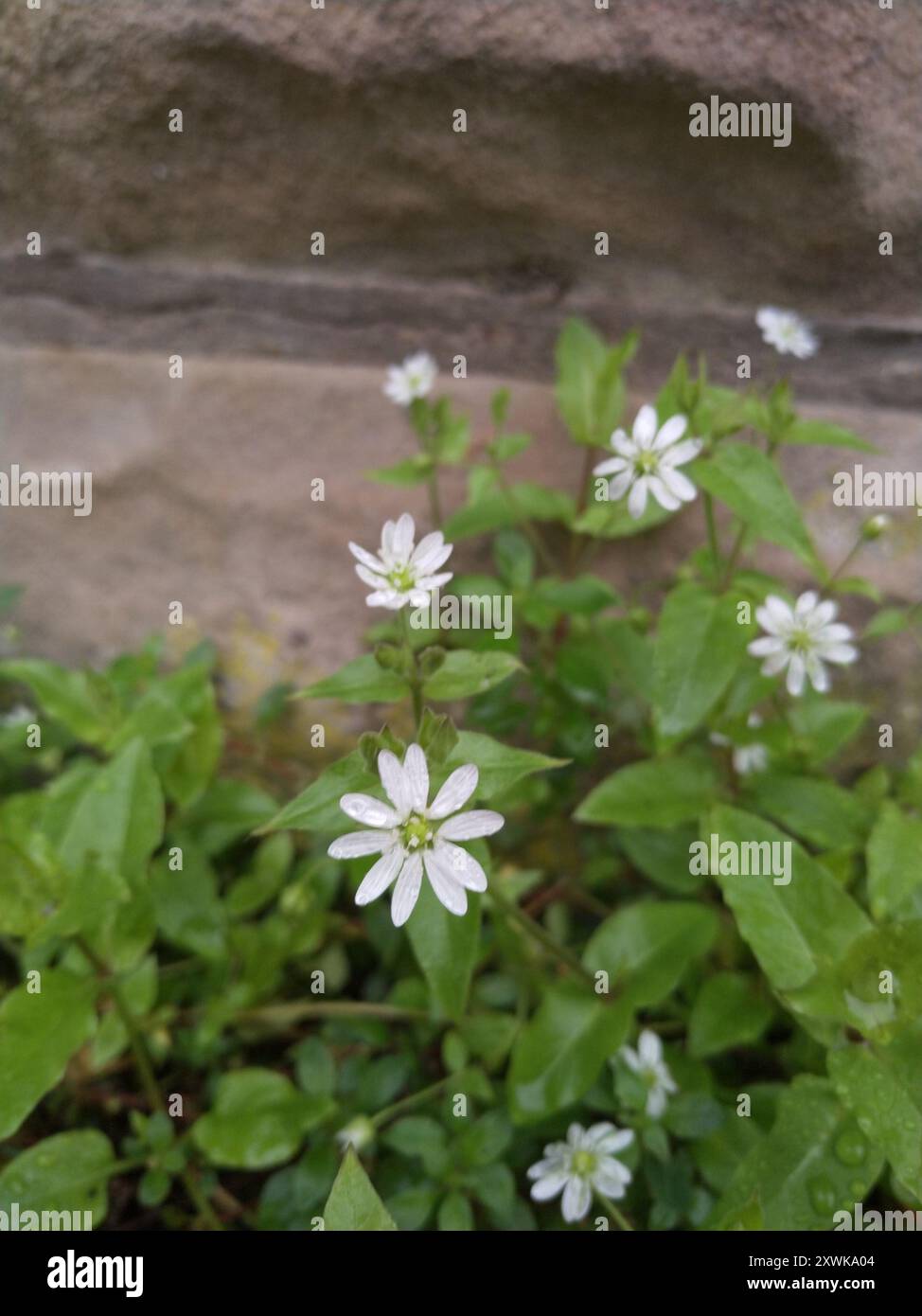 Water Chickweed (Stellaria aquatica) Plantae Stock Photo - Alamy