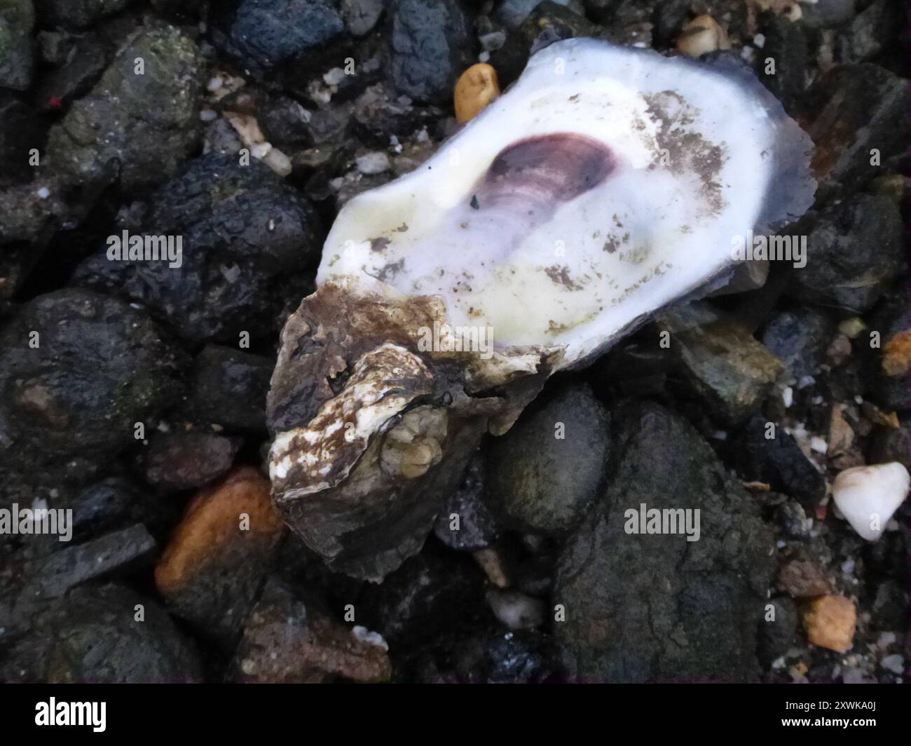 Eastern Oyster (Crassostrea virginica) Mollusca Stock Photo - Alamy