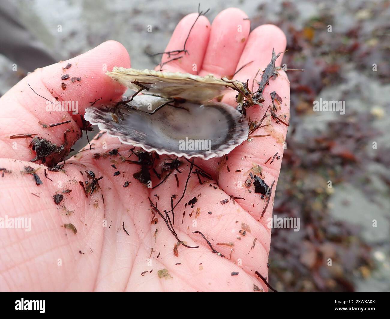 European Flat Oyster (Ostrea edulis) Mollusca Stock Photo - Alamy