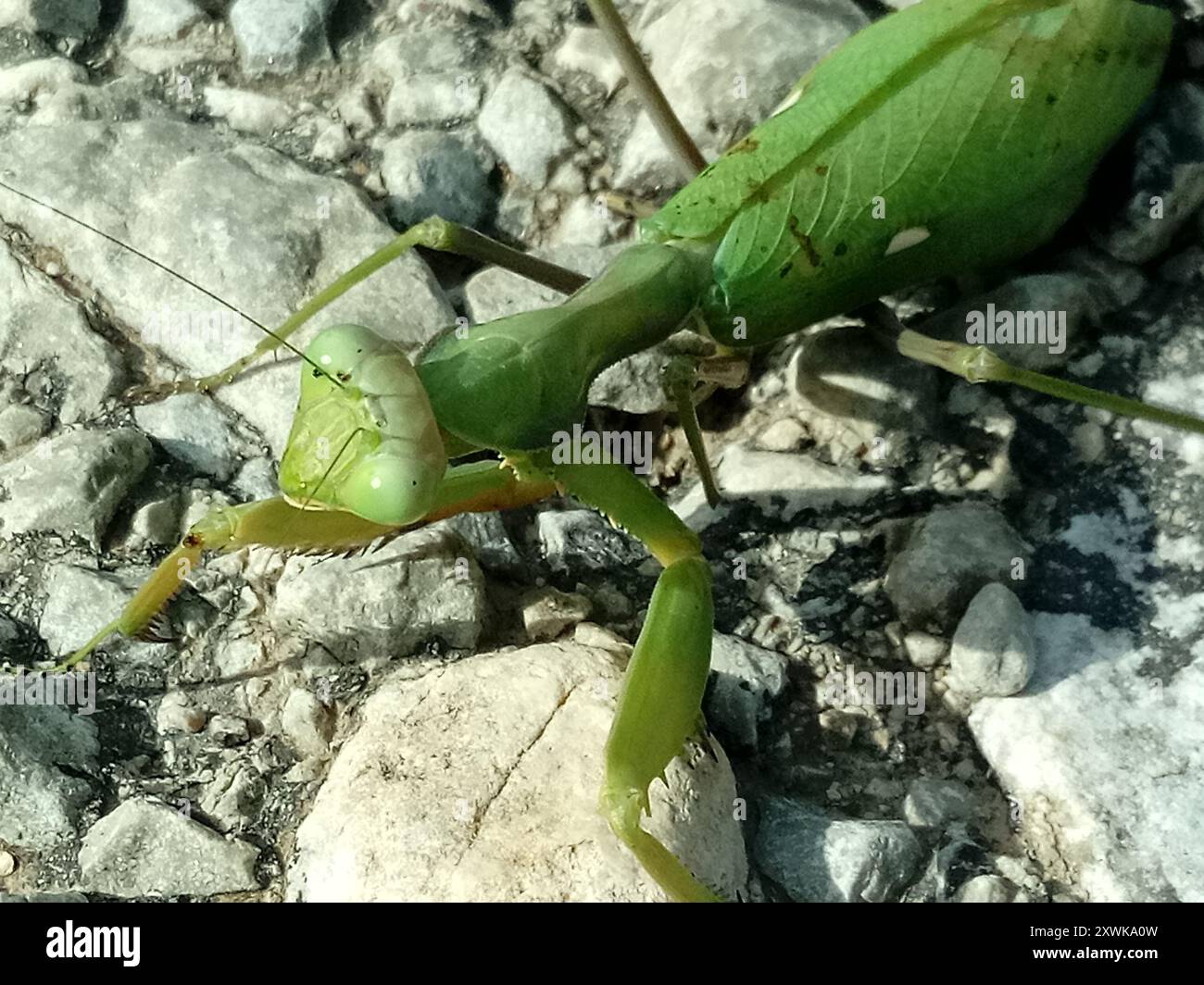 Giant African Mantis (Sphodromantis viridis) Insecta Stock Photo - Alamy