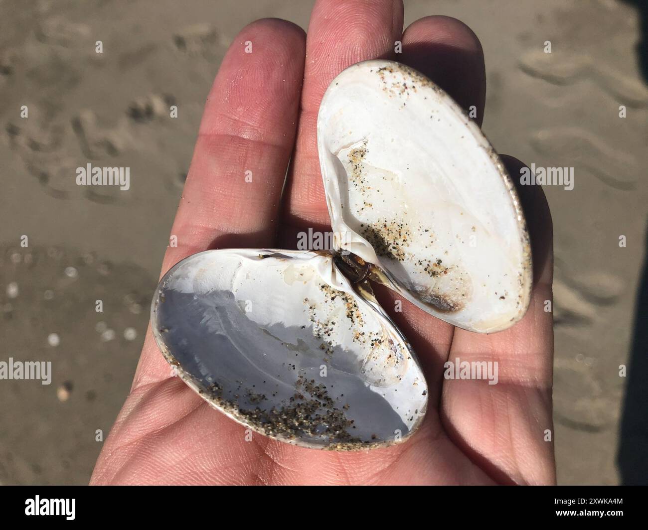 Pismo Clam (Tivela stultorum) Mollusca Stock Photo - Alamy