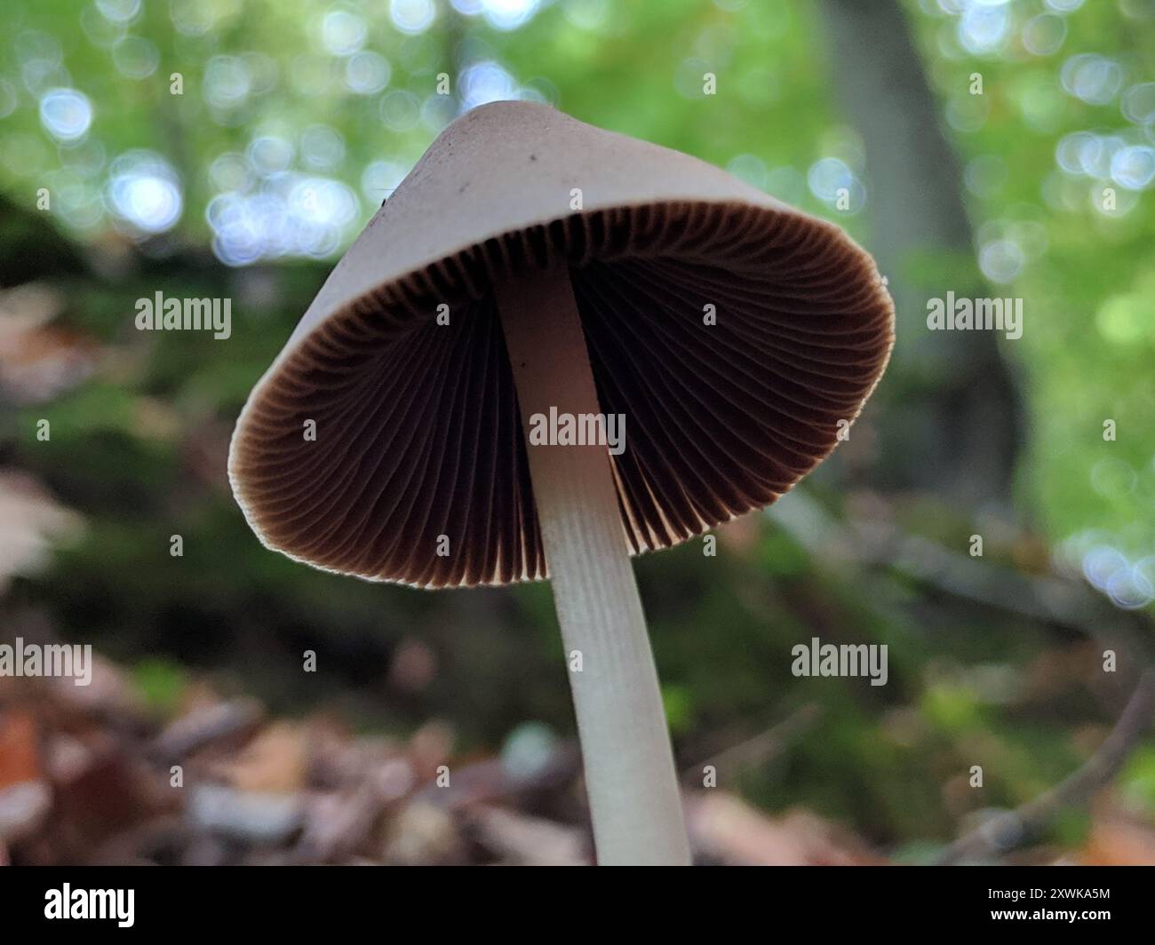 conical brittlestem (Parasola conopilea) Fungi Stock Photo - Alamy