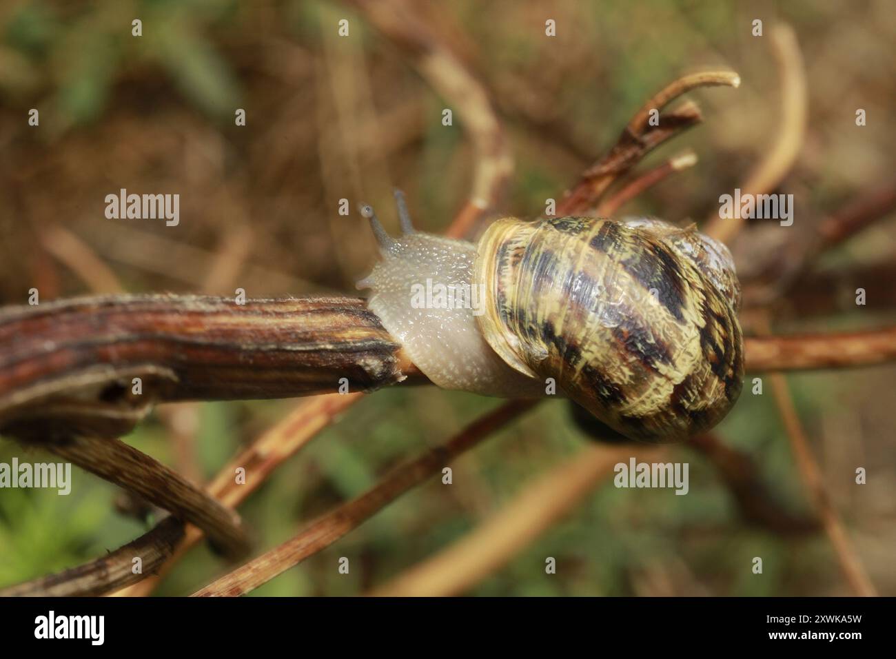 Garden Snail (Cornu aspersum) Mollusca Stock Photo - Alamy