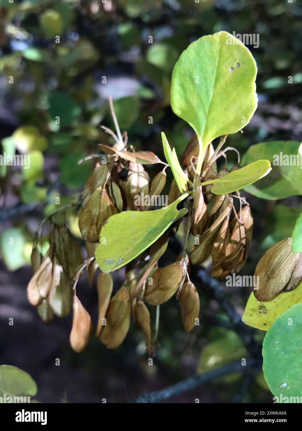 single-leaf ash (Fraxinus anomala) Plantae Stock Photo - Alamy