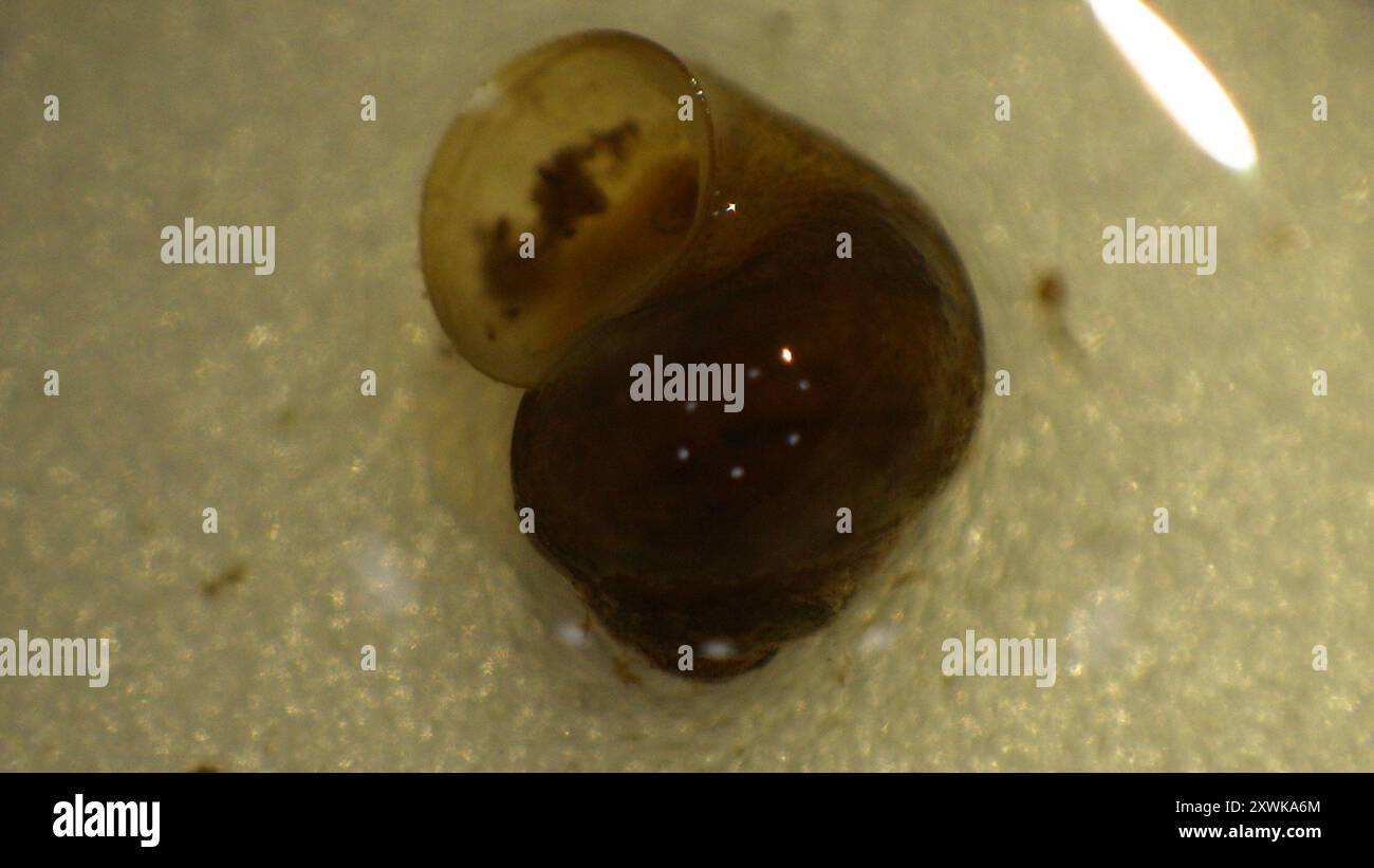 Hydrobiid Mud Snails (Hydrobiidae) Mollusca Stock Photo - Alamy