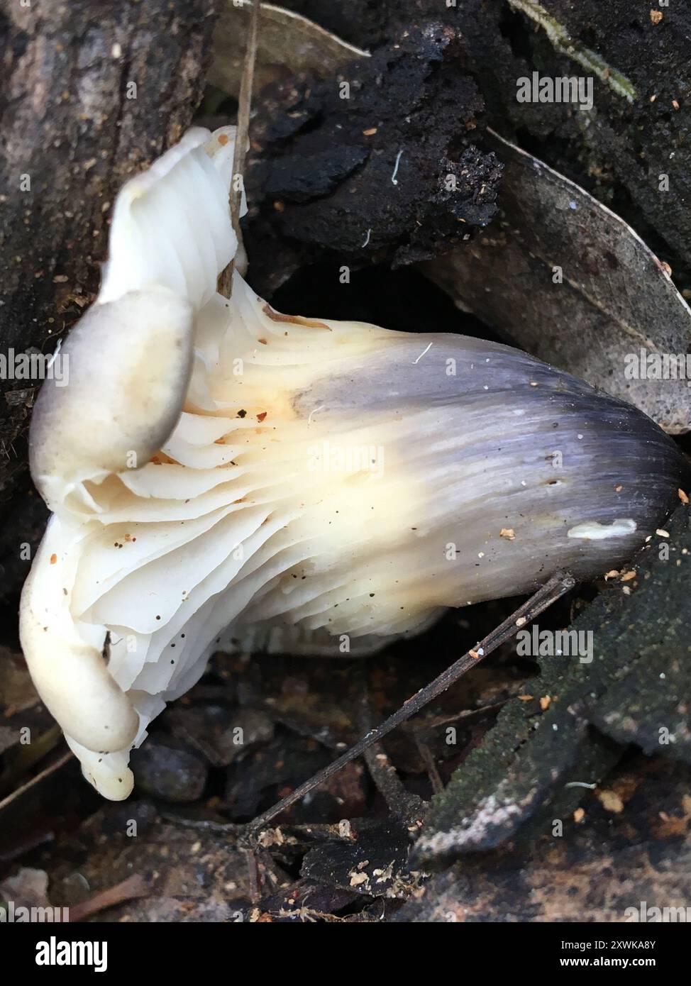 ghost fungus (Omphalotus nidiformis) Fungi Stock Photo - Alamy