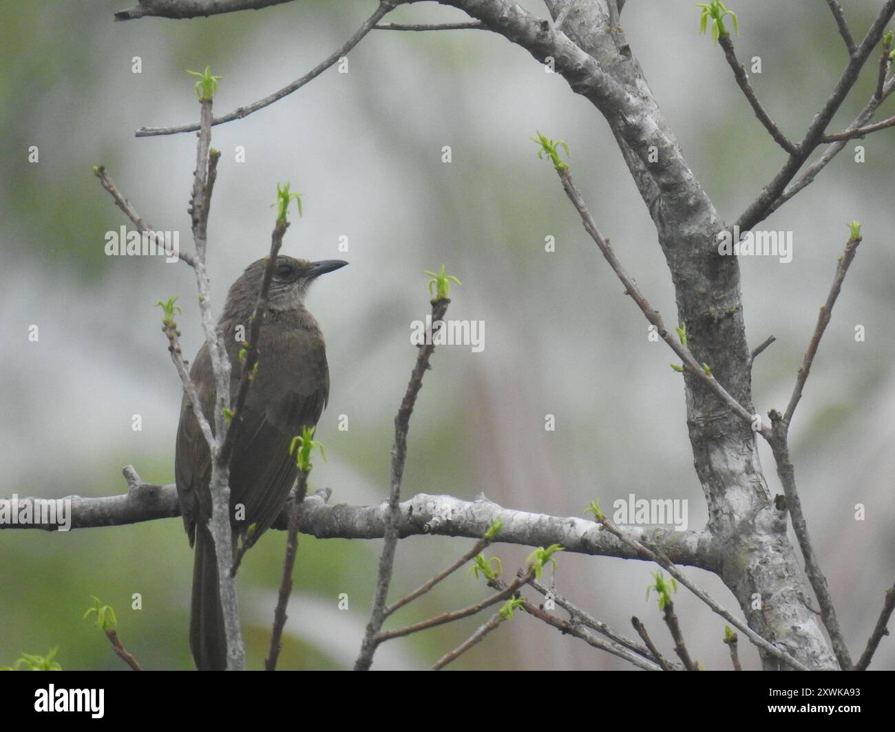 Olive-winged Bulbul (Pycnonotus plumosus) Aves Stock Photo - Alamy