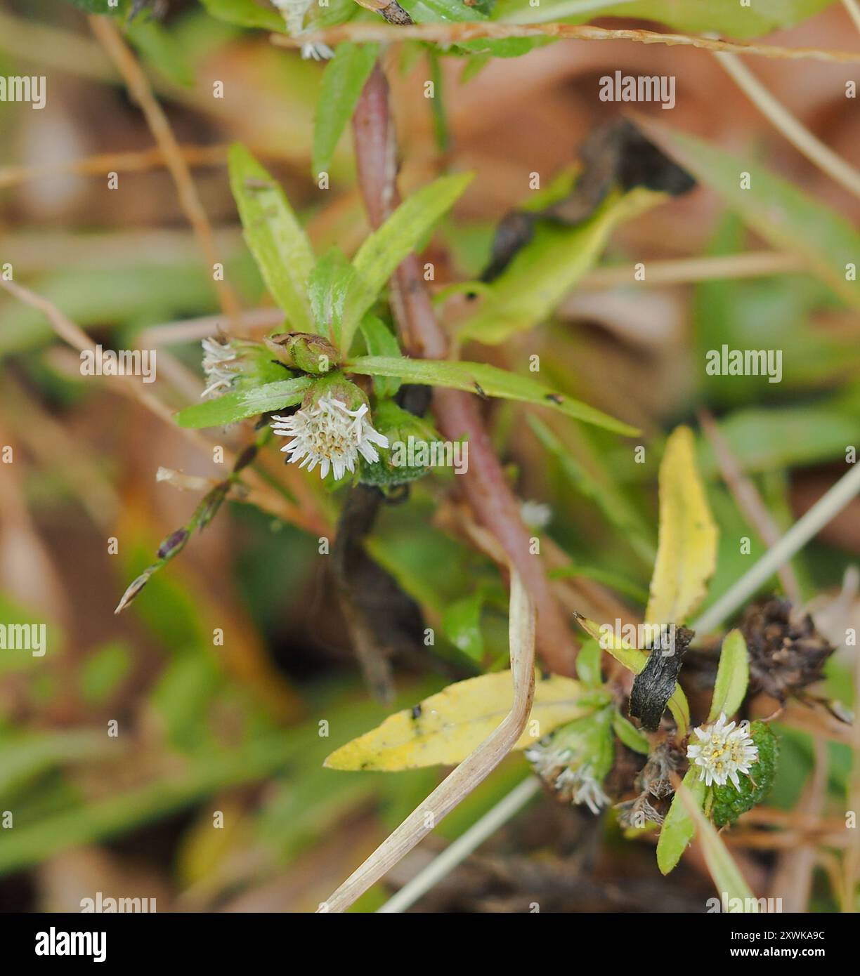 false daisy (Eclipta prostrata) Plantae Stock Photo - Alamy