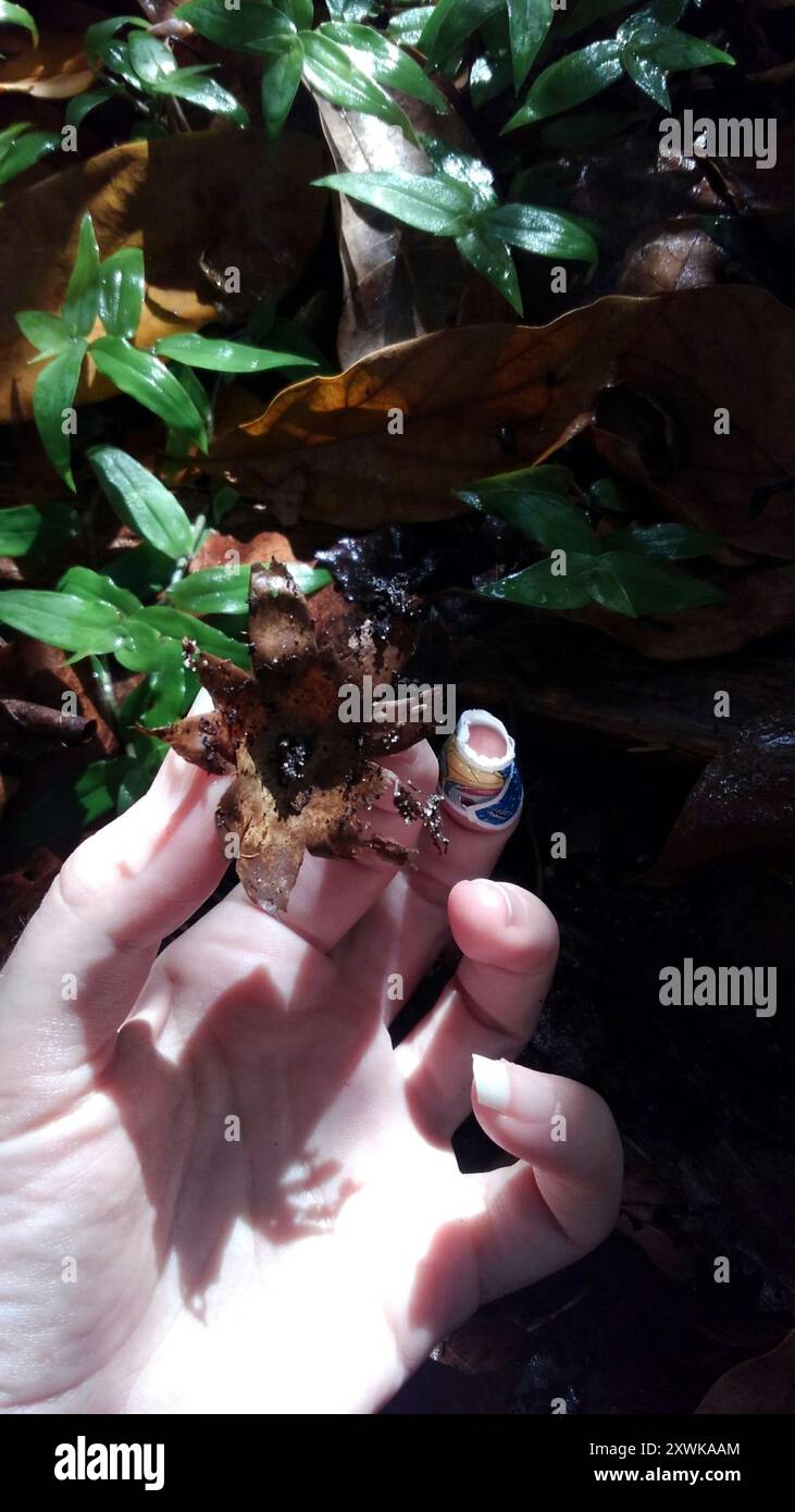 Pepper Pot (Myriostoma coliforme) Fungi Stock Photo - Alamy