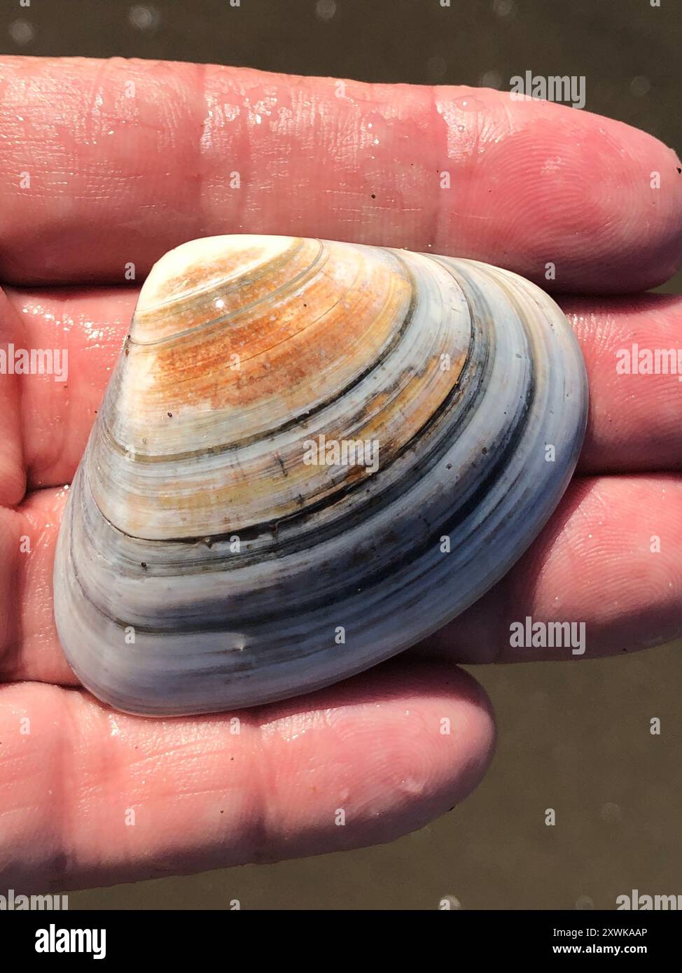 Pismo Clam (Tivela stultorum) Mollusca Stock Photo - Alamy