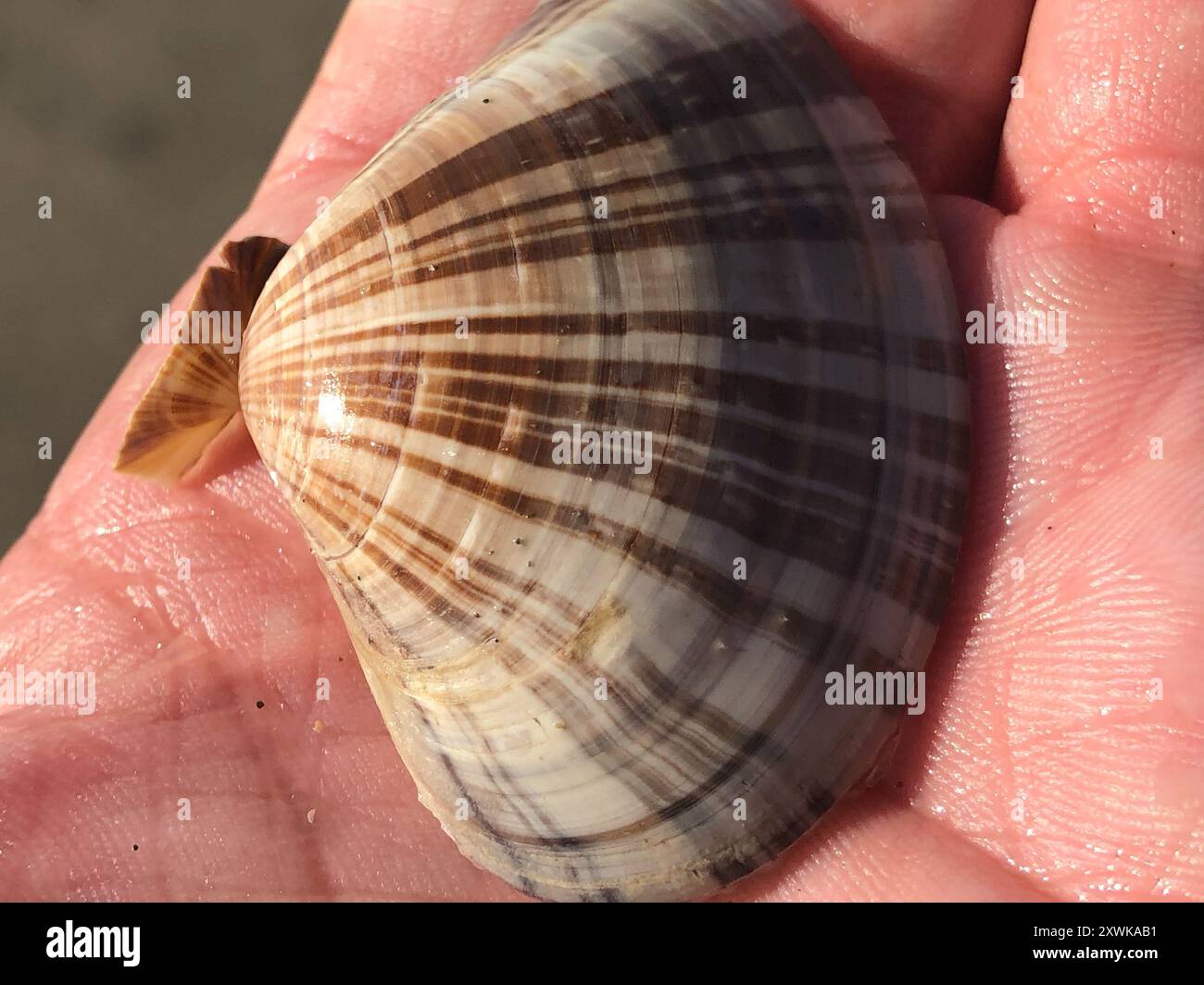 Pismo Clam (Tivela stultorum) Mollusca Stock Photo - Alamy