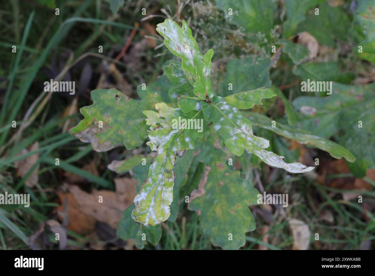 (Erysiphe alphitoides) Fungi Stock Photo - Alamy