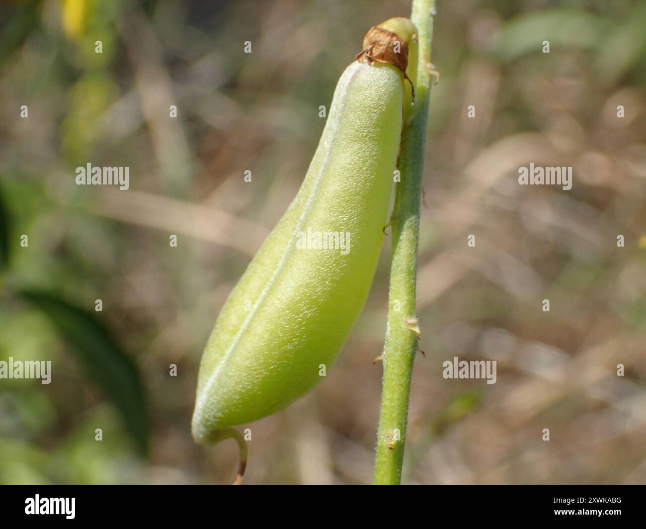 West Indian Rattlebox (Crotalaria trichotoma) Plantae Stock Photo - Alamy