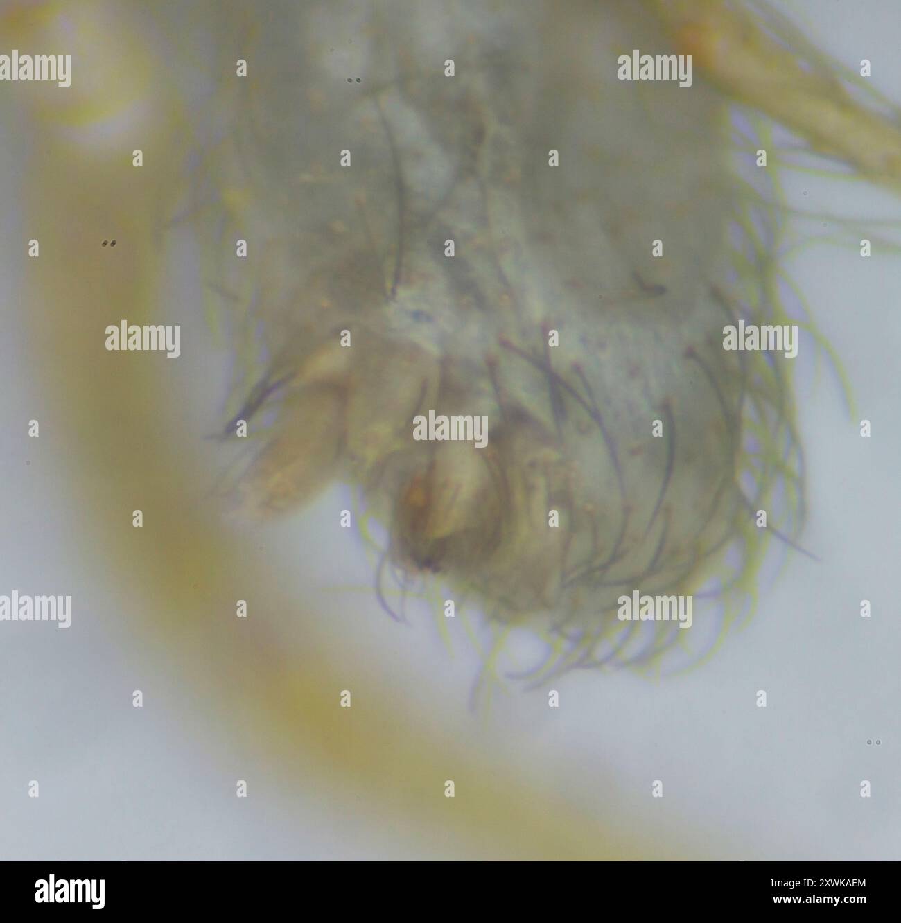 Mediterranean recluse (Loxosceles rufescens) Arachnida Stock Photo - Alamy