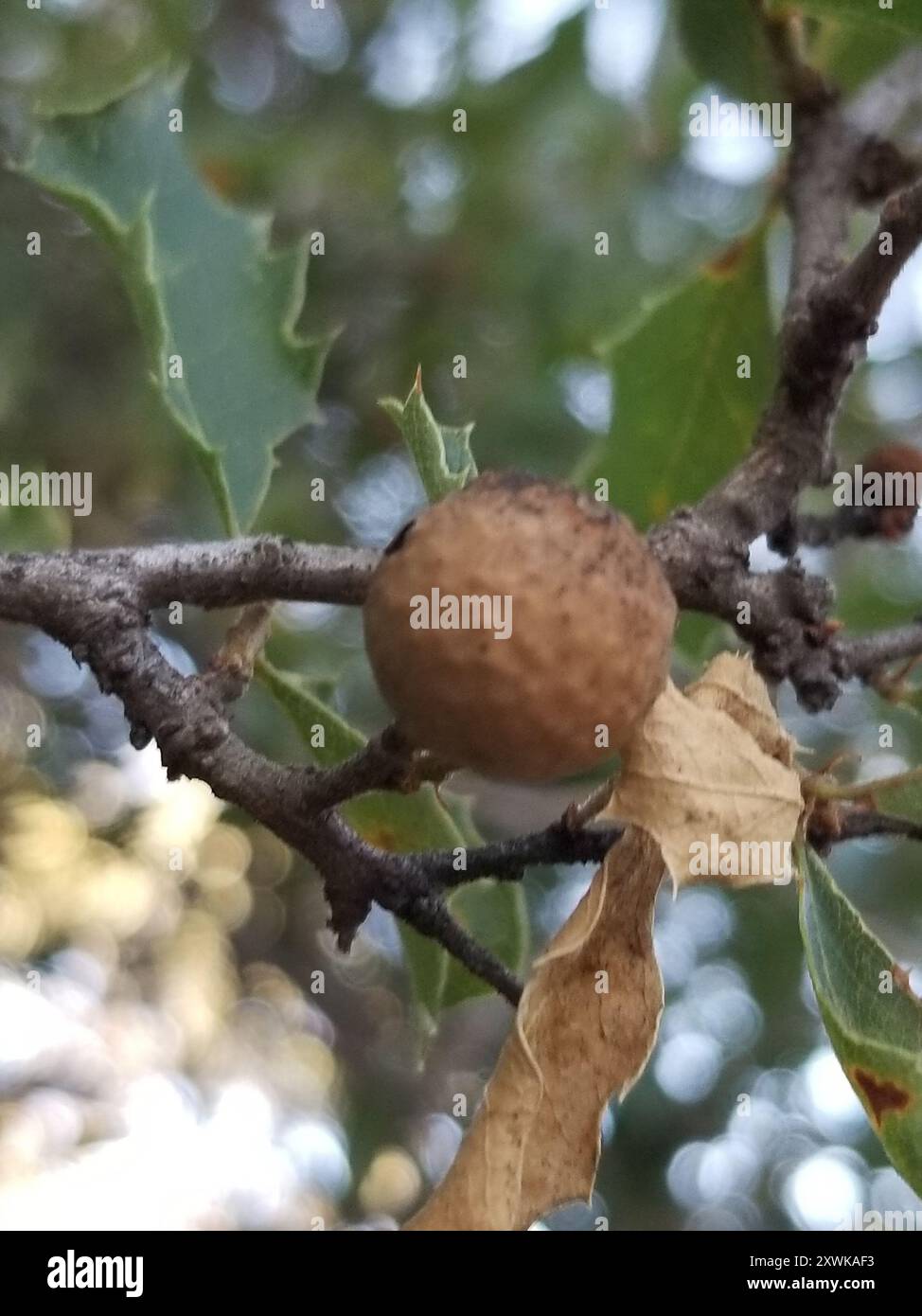Gall Wasps (Cynipidae) Insecta Stock Photo - Alamy